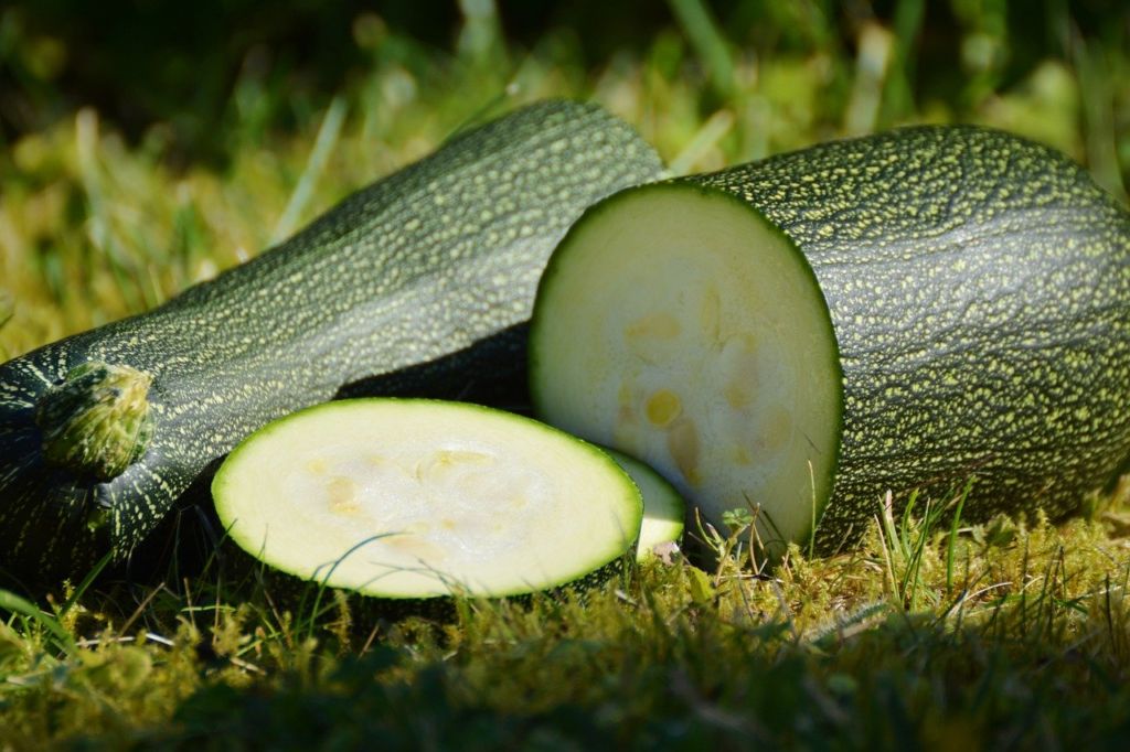 Zucchini for Kids – Health Benefits and Recipes - Just Kids N Moms